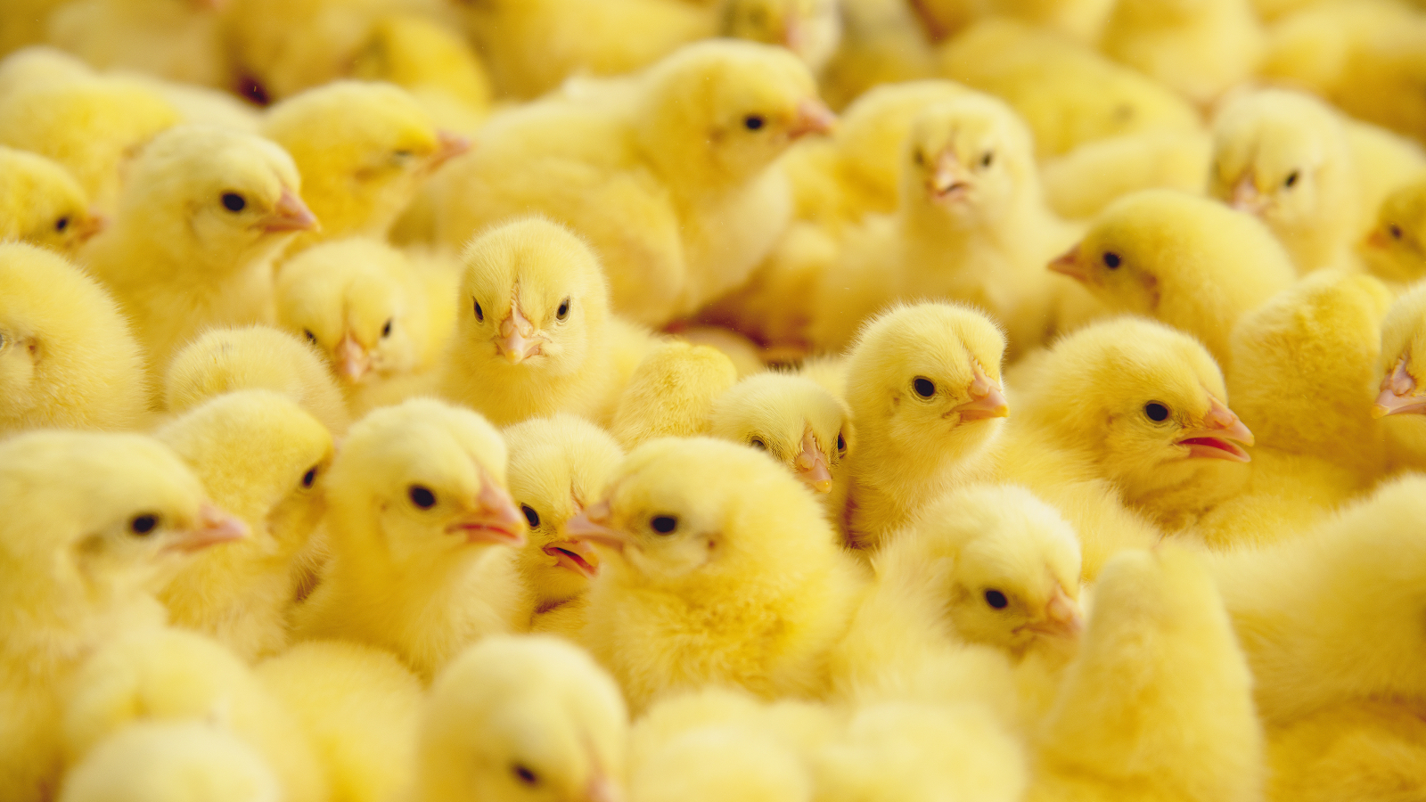 Professioneel Pluimvee | Dierenartsenpraktijk Galluvet